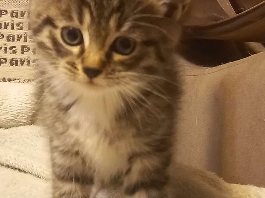 Котята мейн-кун