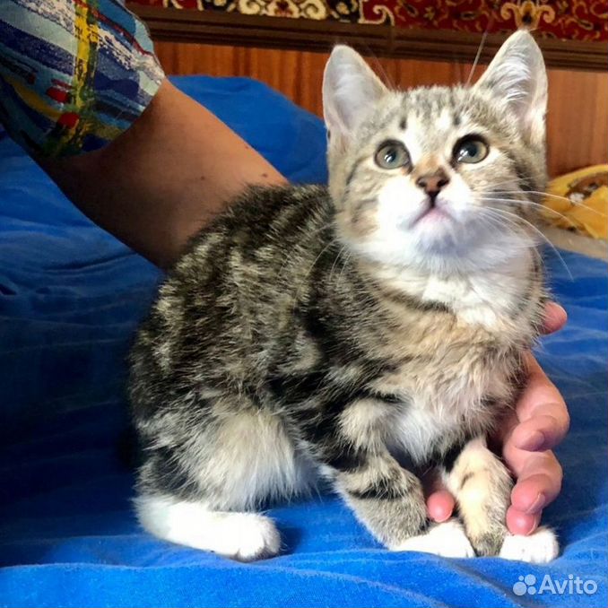 Котенок девочка, ласковая куколка. нужен дом