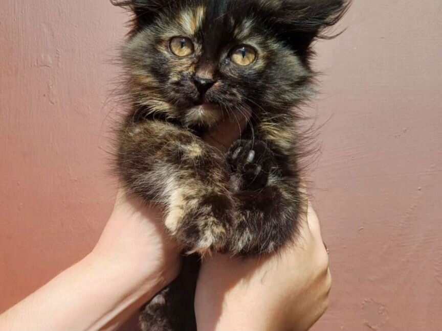 Котята и кошка
