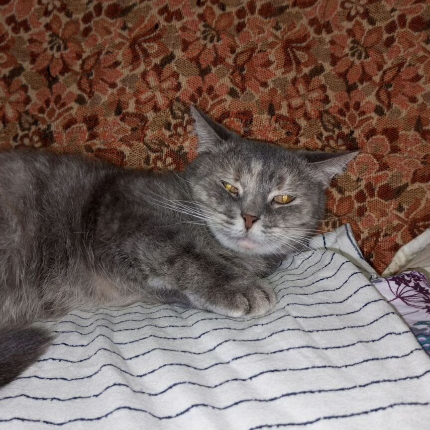 Кошка Сонечка