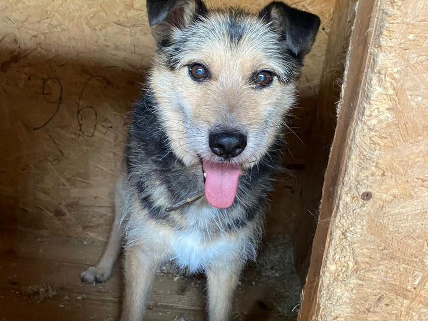 Собака Радик из приюта ищет дом