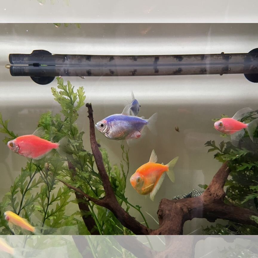 Тернеции glofish, крупные