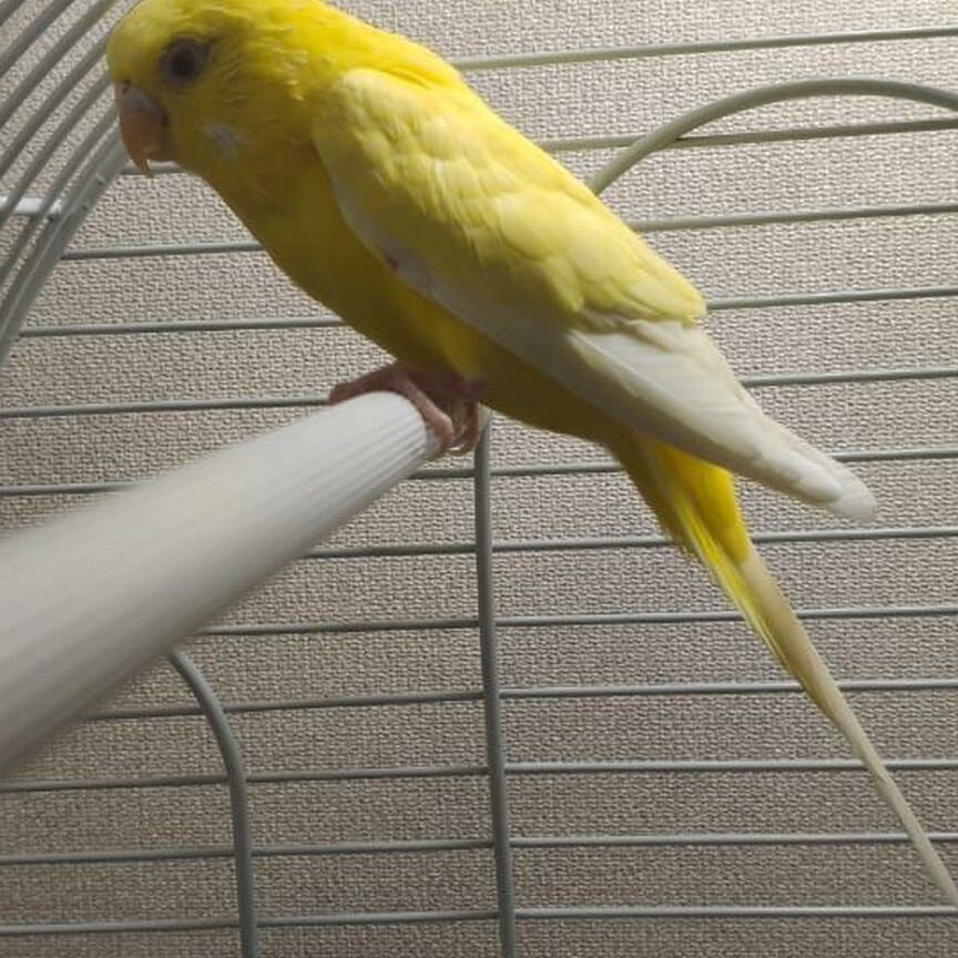 Волнистый попугай с клеткой