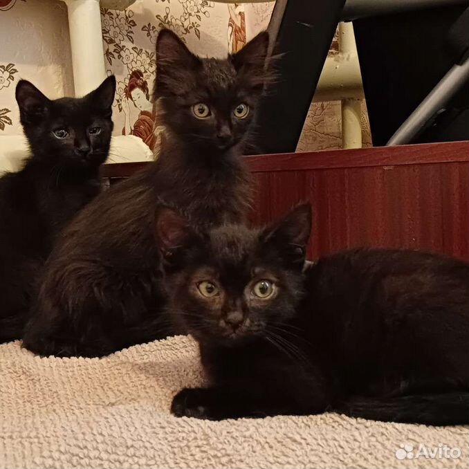 Котятам спасенышам нужен дом