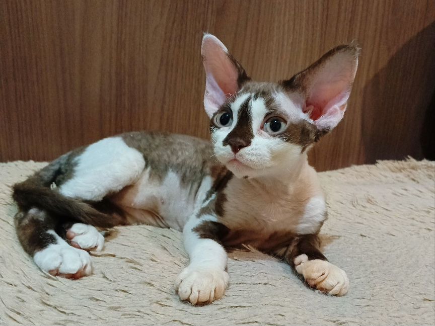 Котик девон-рекс