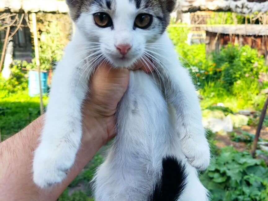Котята в добрые руки, бесплатно