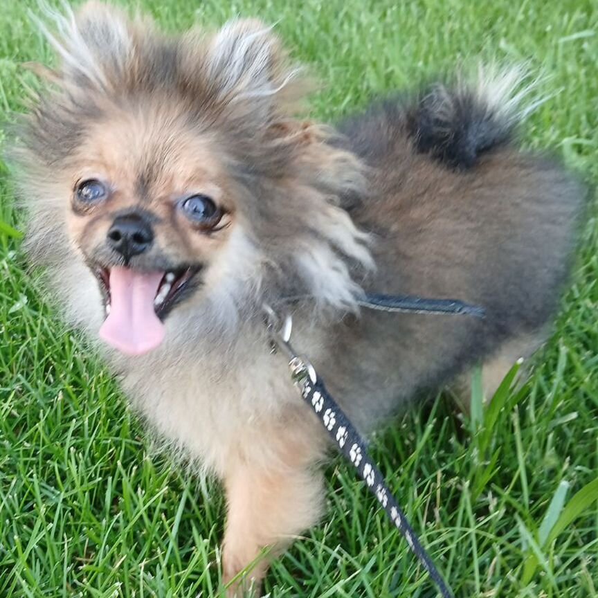 Немецкий шпиц