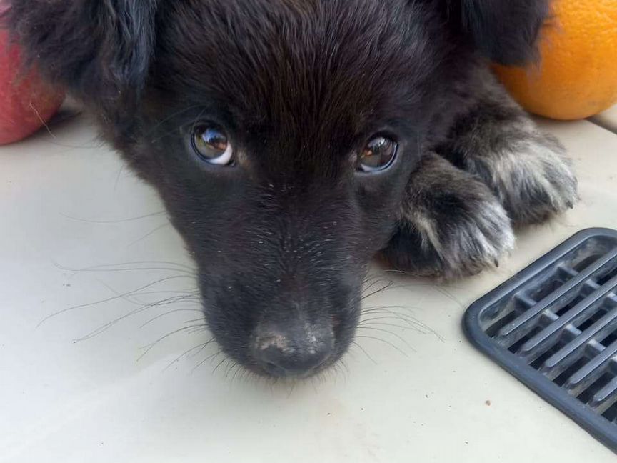 Чудо-парень 2 месяца. Будет ниже колена