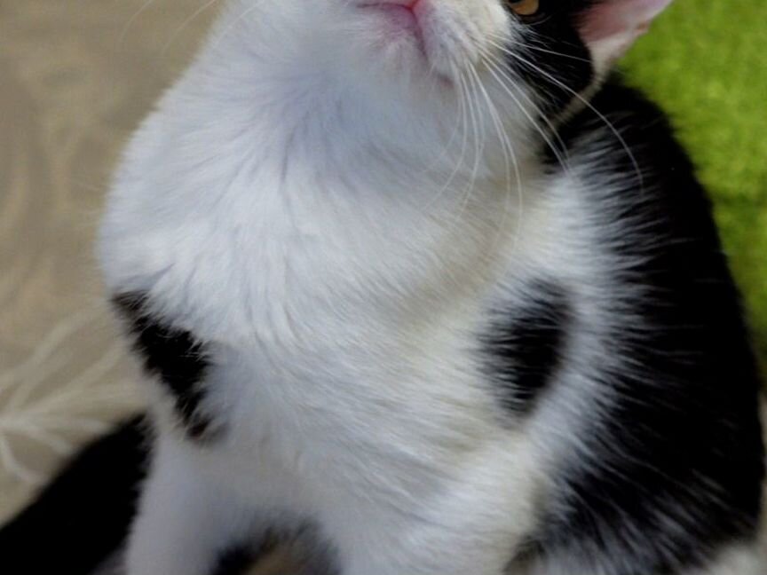 Котенок Тема в добрые руки