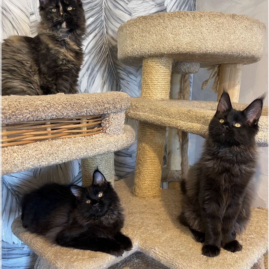 Мейн-кун котёнок