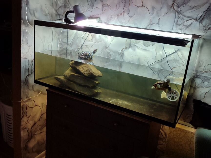 Аквариум с черепахами
