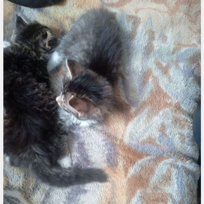 Котята в добрые руки бесплатно девочки