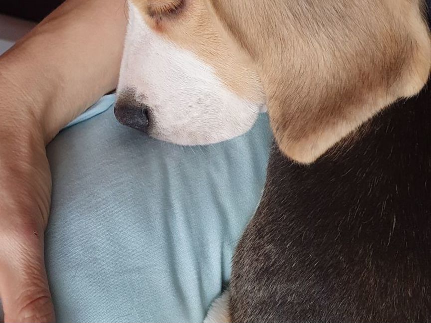 Бигль щенок