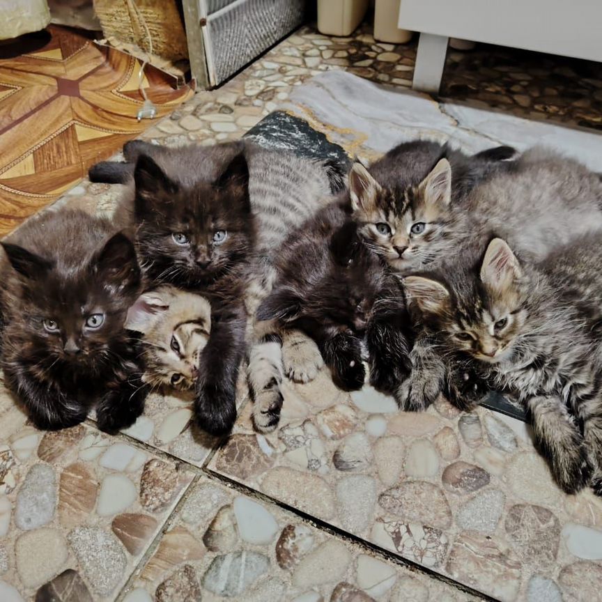 Котята-мейнкунята