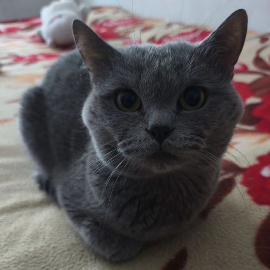 Британский короткошёрстный, взрослый кот