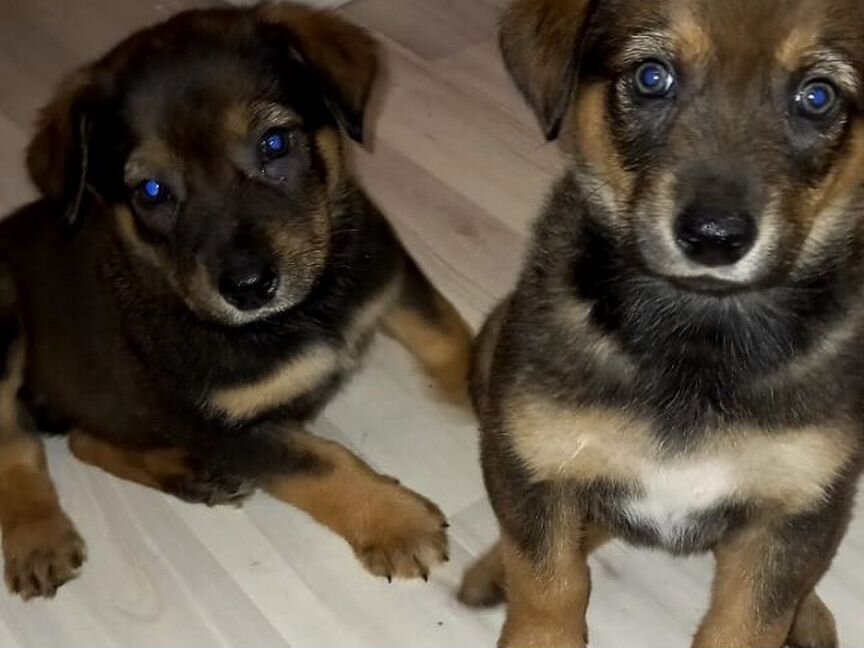 Щенок в добрые руки бесплатно