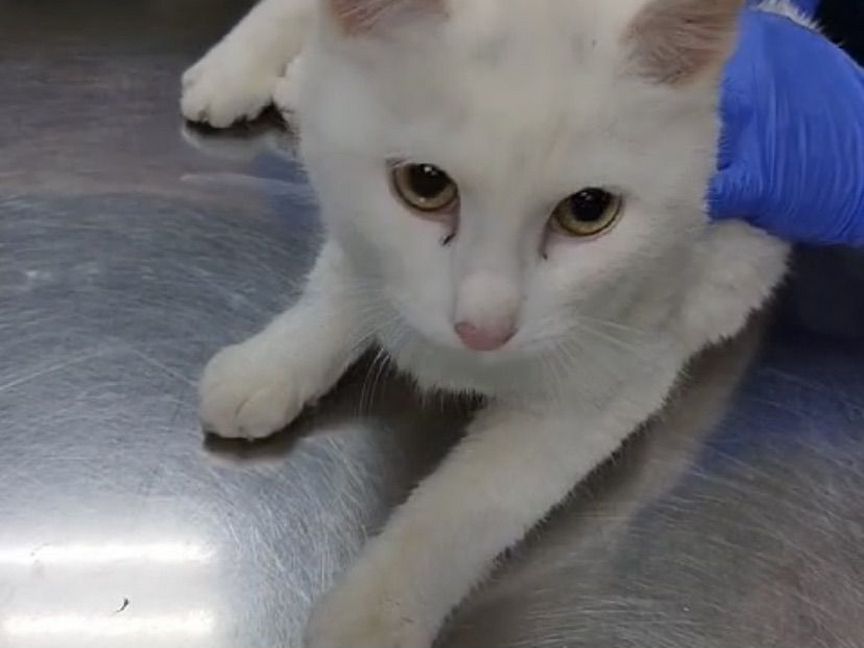 Белоснежный котик