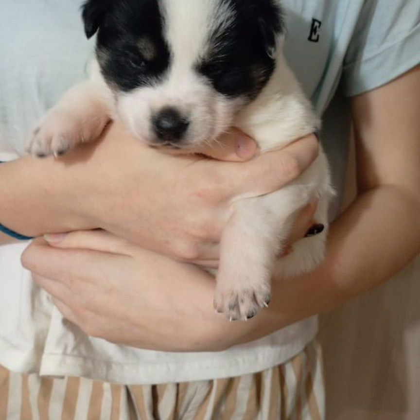 Щенок от хаски в добрые руки