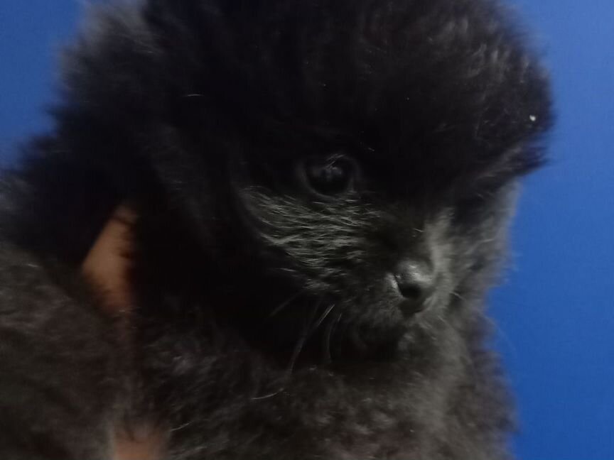 Померанский шпиц