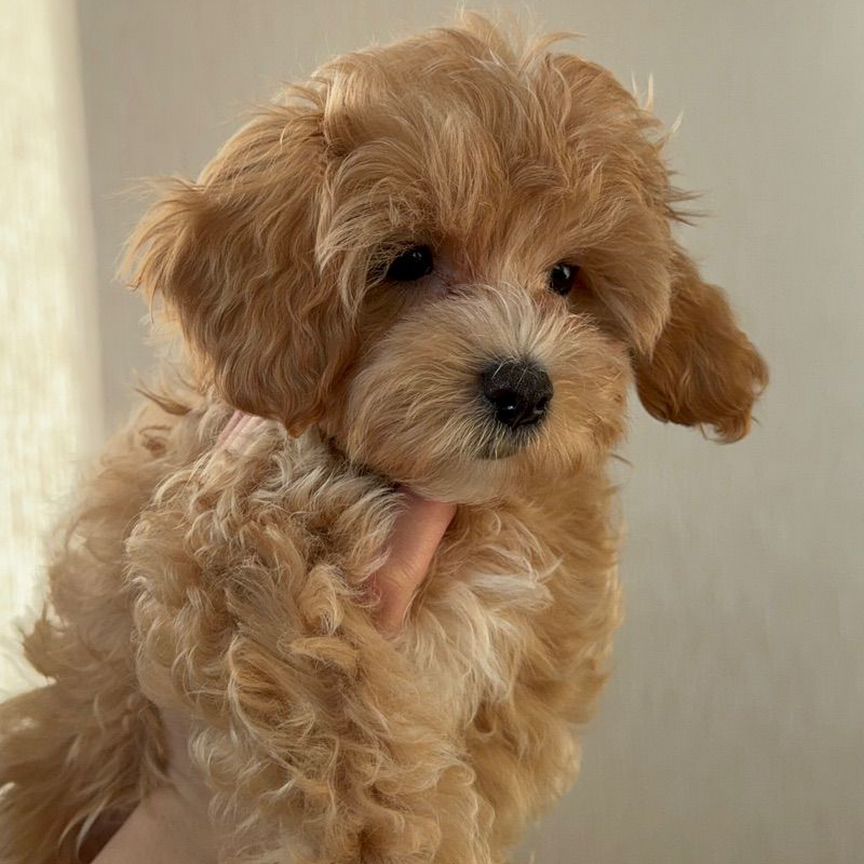 Мальтипу, щенок