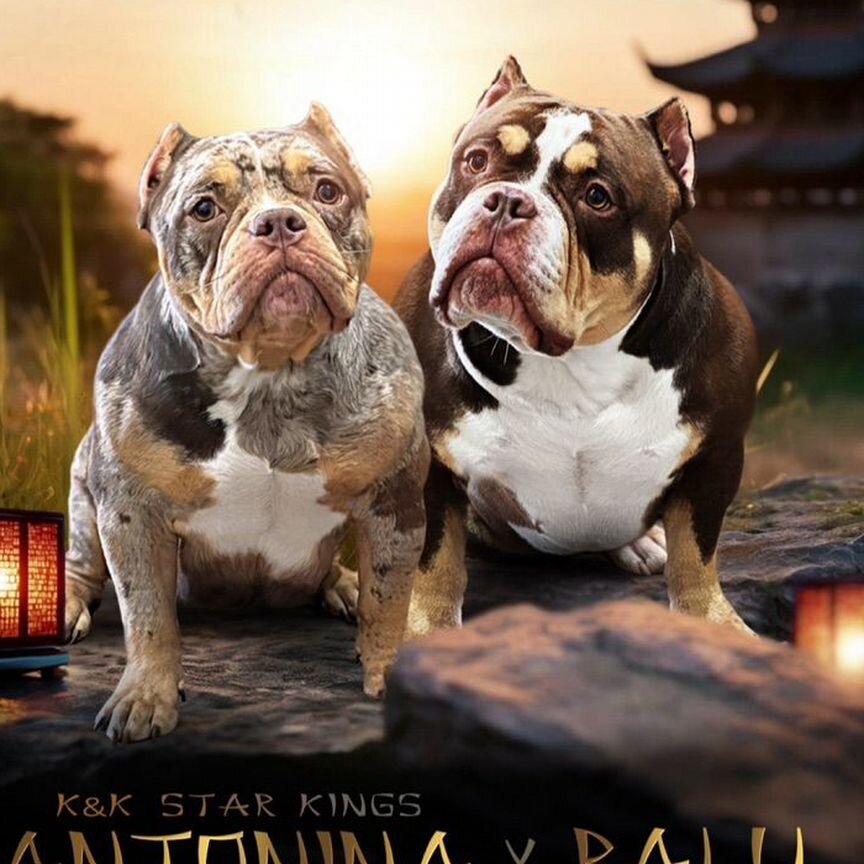 Американский булли покет щенки