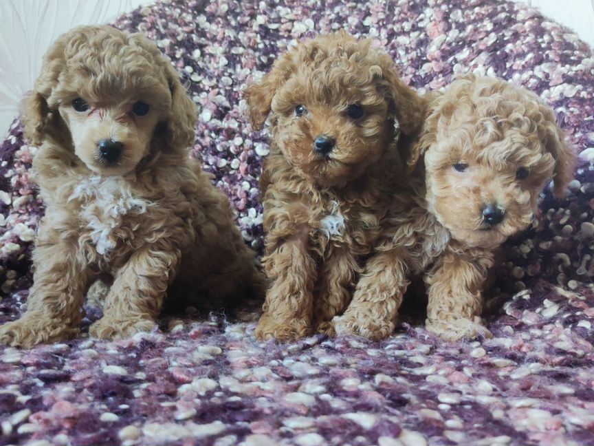 Той-пудель с генетикой тикап