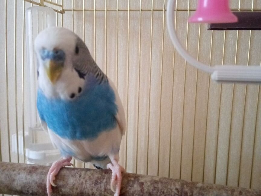 Волнистый попугай