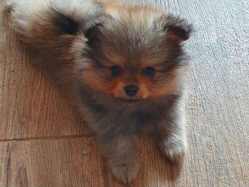 Щенок шпица мальчик