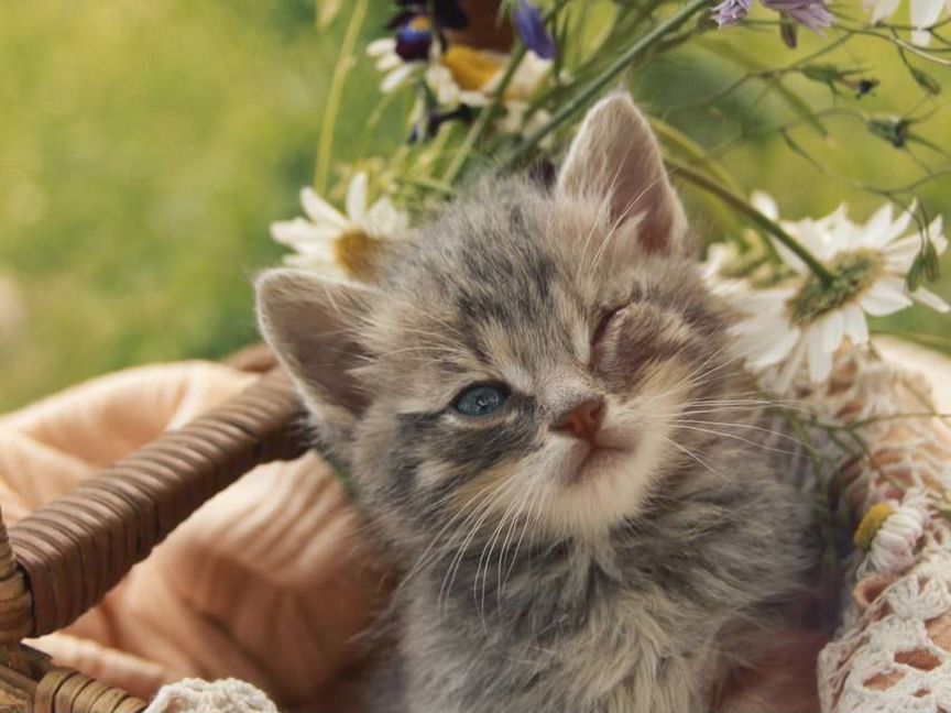 Котенок в добрые руки
