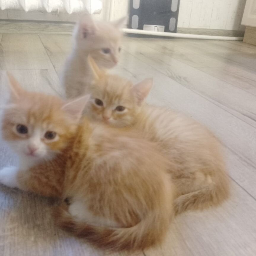 Котята в добрые руки