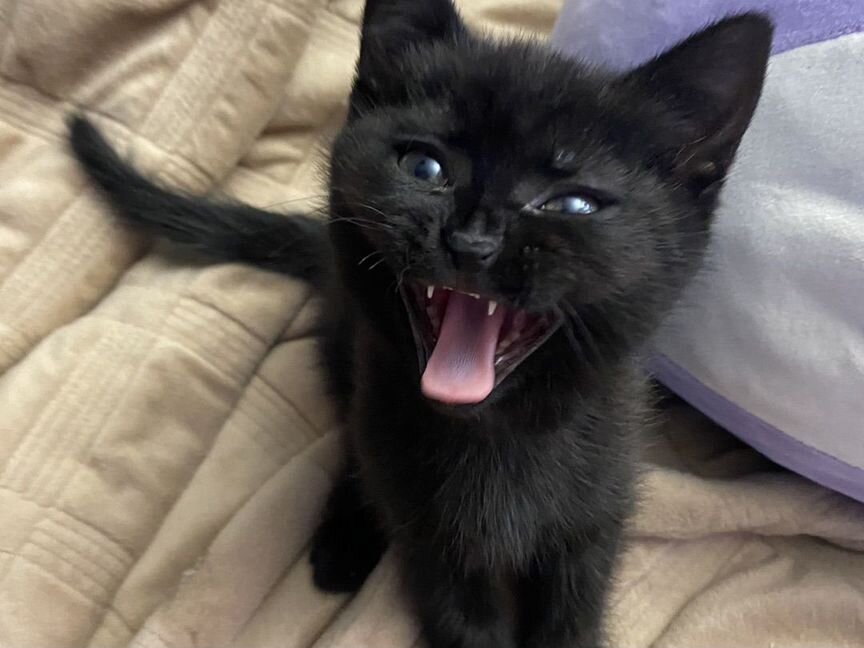 Шотланский котенок