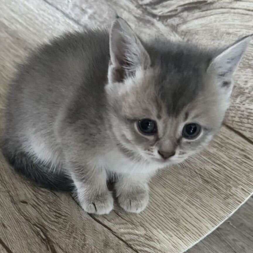 Котята в добрые руки бесплатно