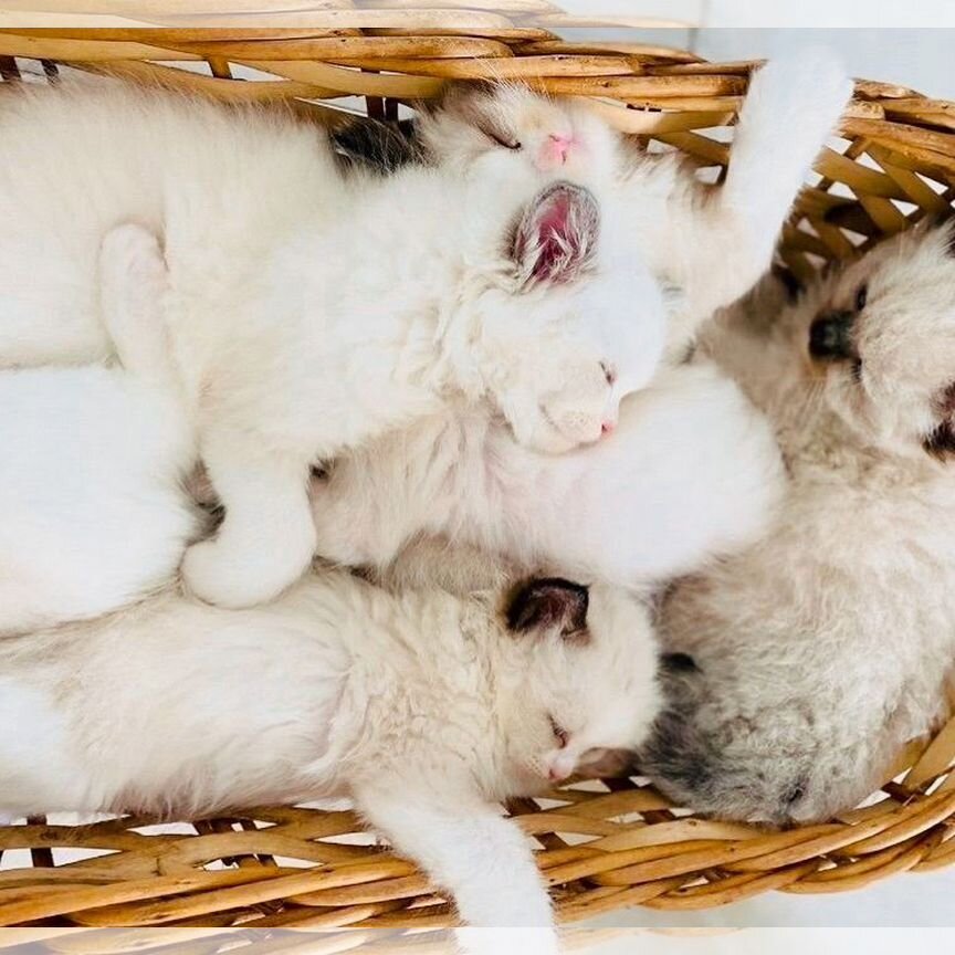 Котята Ragdoll
