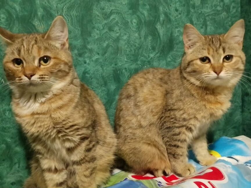 Две кошечки. 8 месяцев