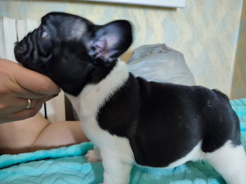 Перспективные щенки Французского бульдога