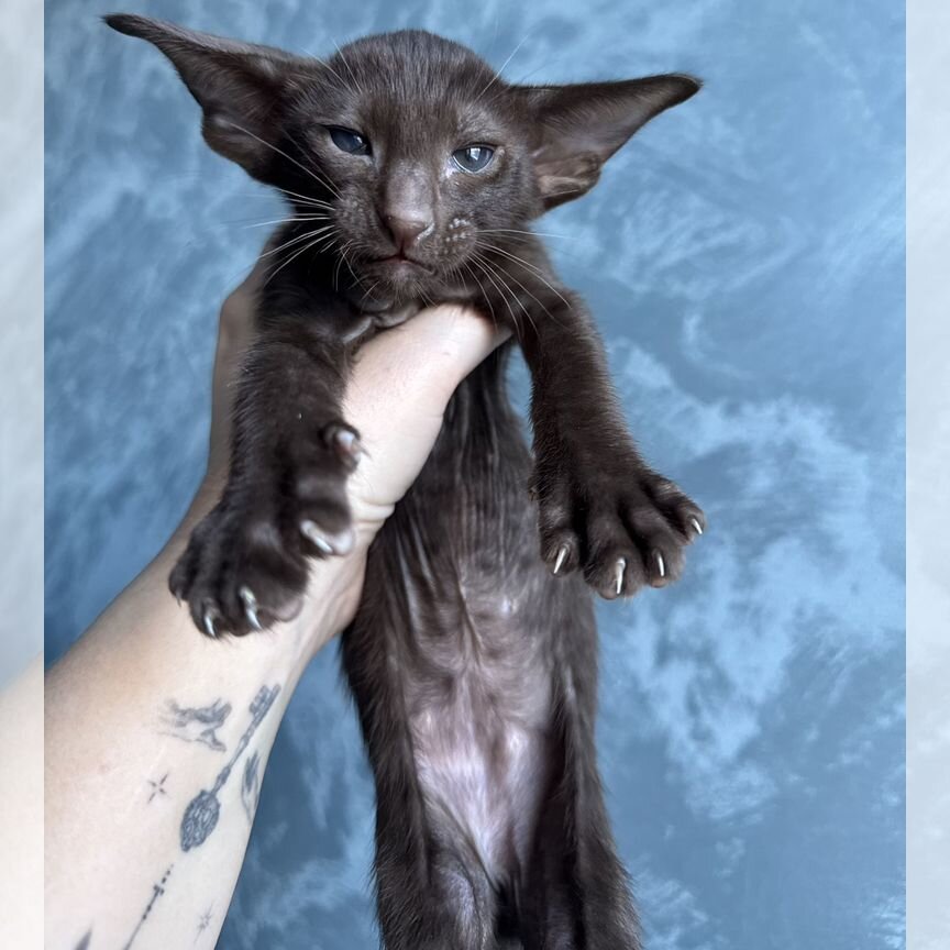 Ориентальный котёнок