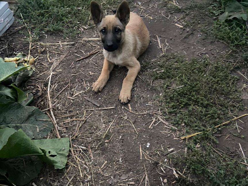 Щенок в добрые руки