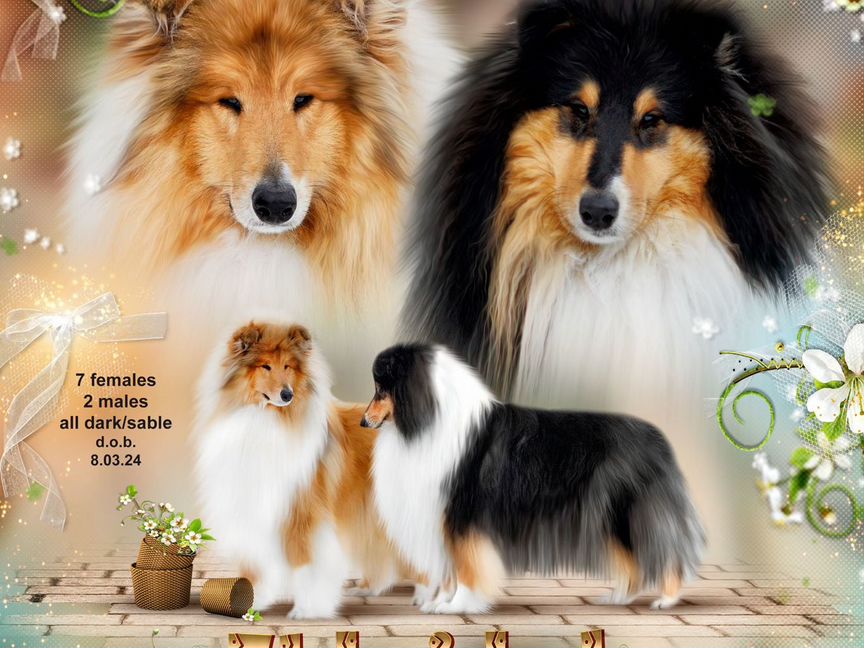 Колли-соболиные щенки