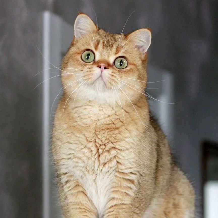 Британский золотой кот Ивар
