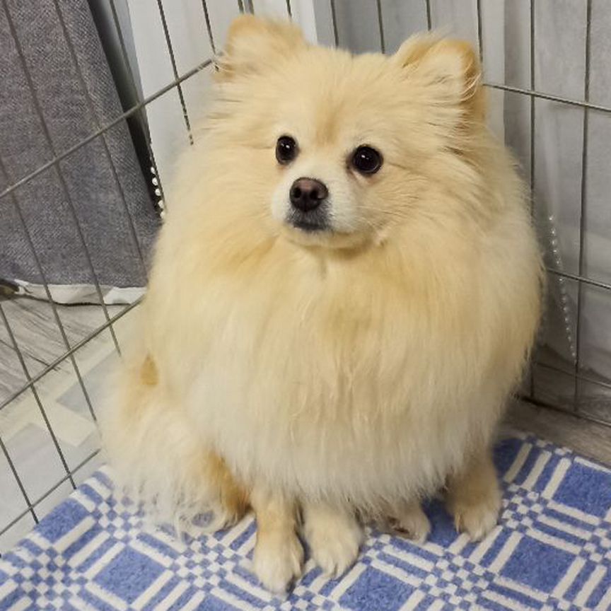 Немецкий шпиц девочка