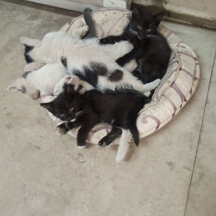 Котята в добрые руки бесплатно