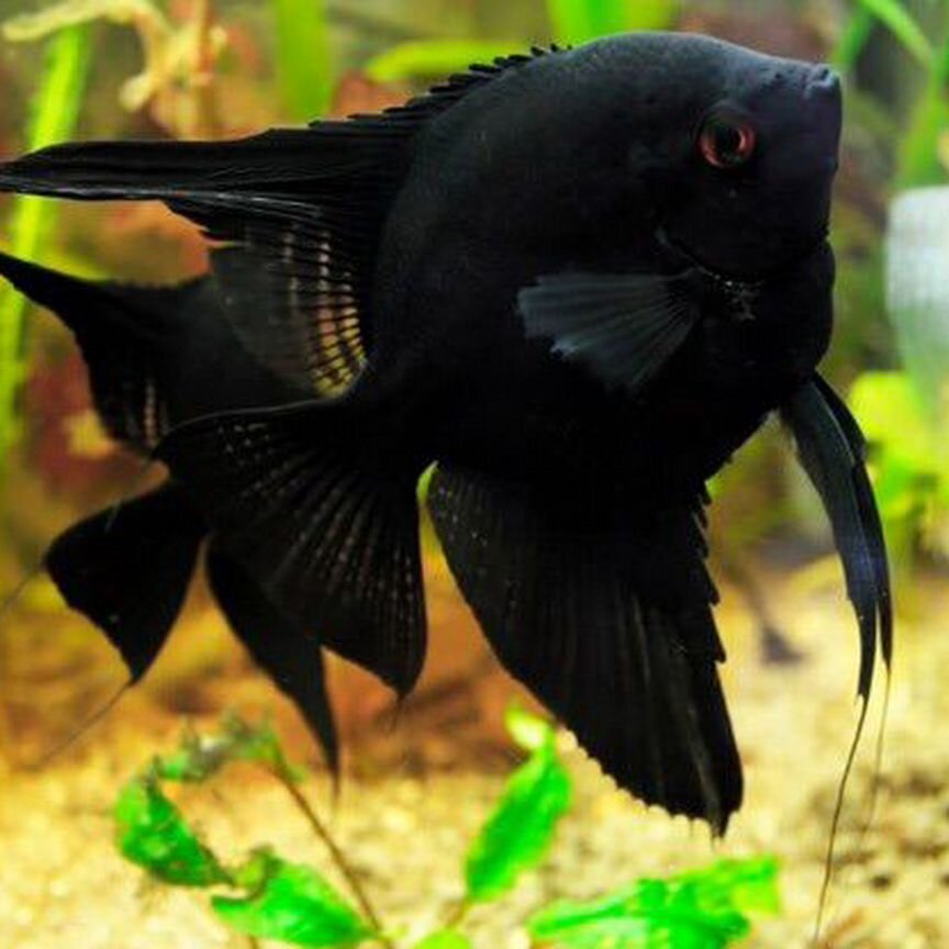 Аквариум 150л