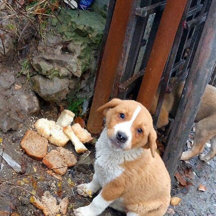 Собака в добрые руки