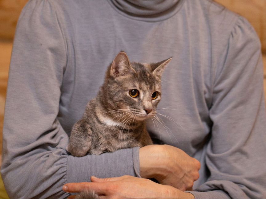 Молоденькая котодевочка Ненси ищет дом