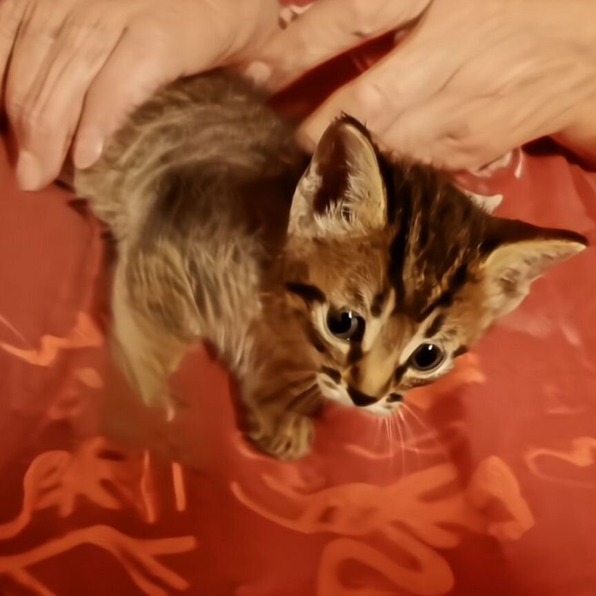 Сибирский котёнок