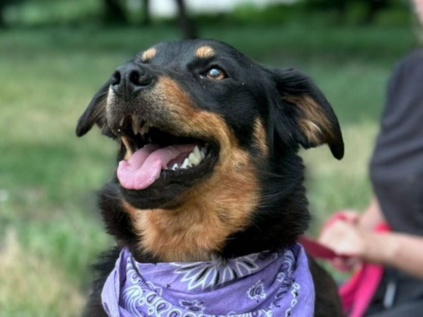 Небольшая собачка Бона ищет дом