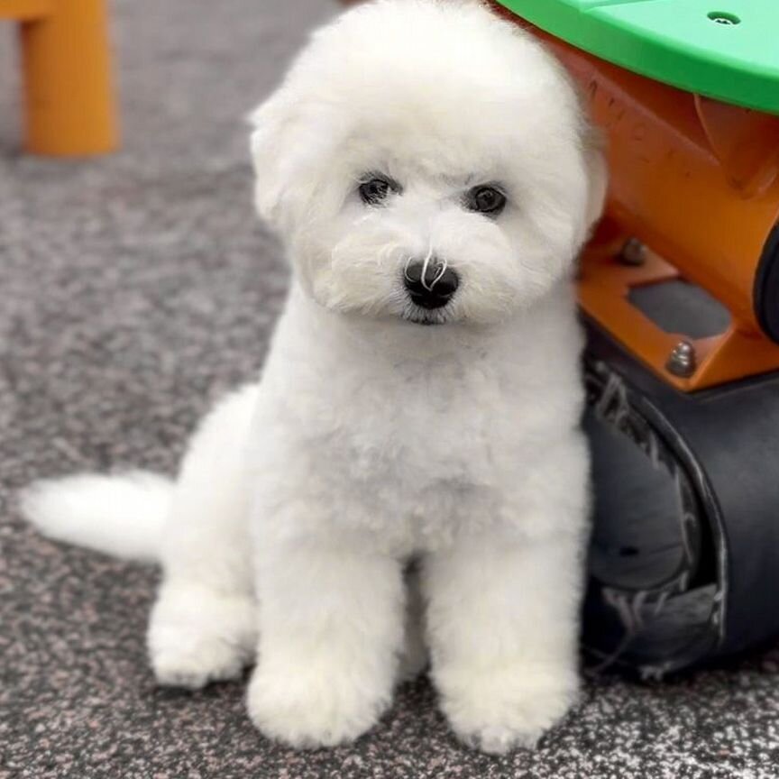 Бишон фризе, щенок