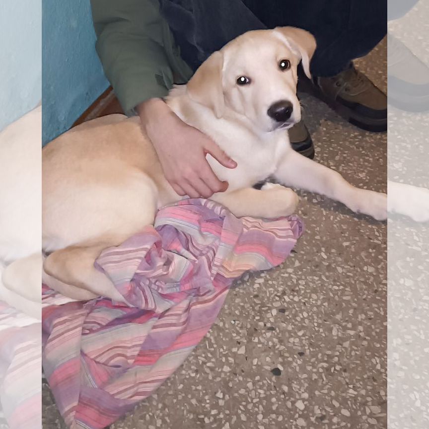 Лабрадор-ретривер, щенок