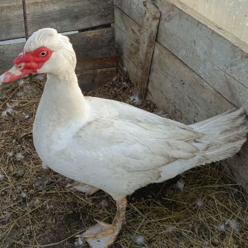 Мускусные утки тяжелые линии