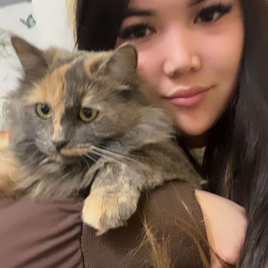 Невский маскарадный котёнок